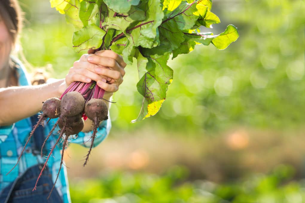 When to Plant Beets » Best Times for Success