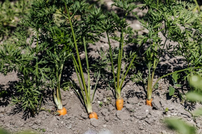 How Do Carrots Reproduce? » It's All About the Seeds