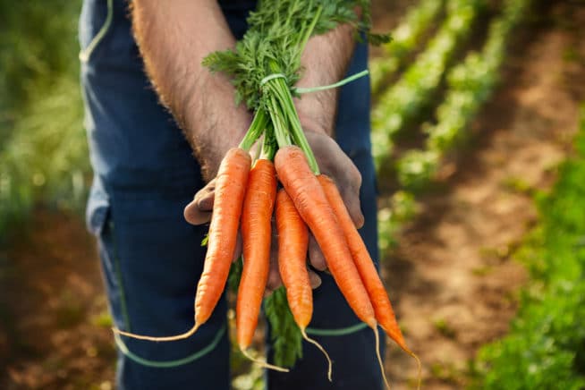 Growing Bigger Carrots » Top Tips for Growing the Big Ones