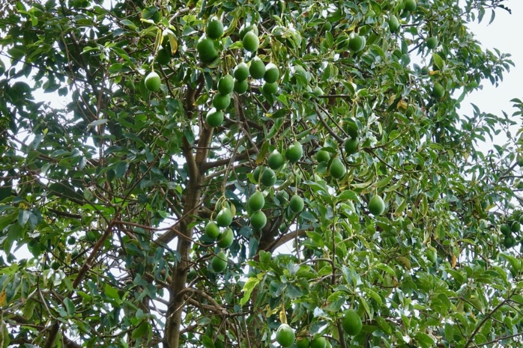 Avocado Tree Climate » Tips on Where it Grows Happy