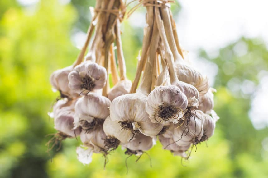 Storing Garlic Scapes » All the Tips for Success