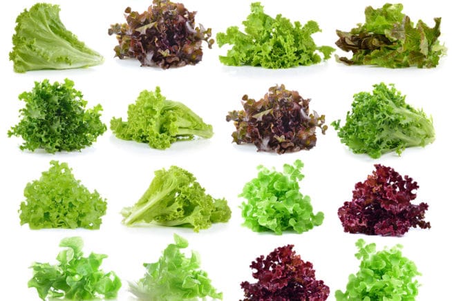 Leaf Lettuce Types » A Wealth Of Tasty Choices