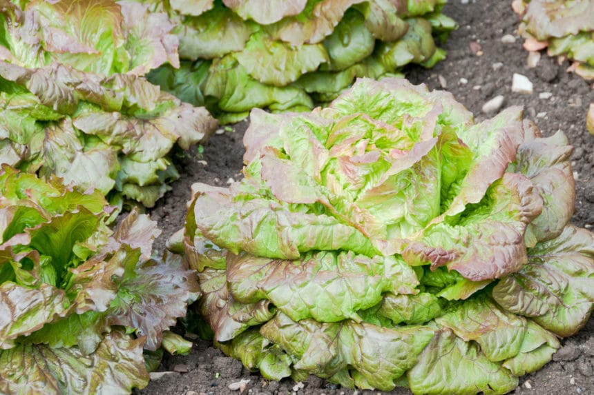 Harvesting Romaine Lettuce the Right Way