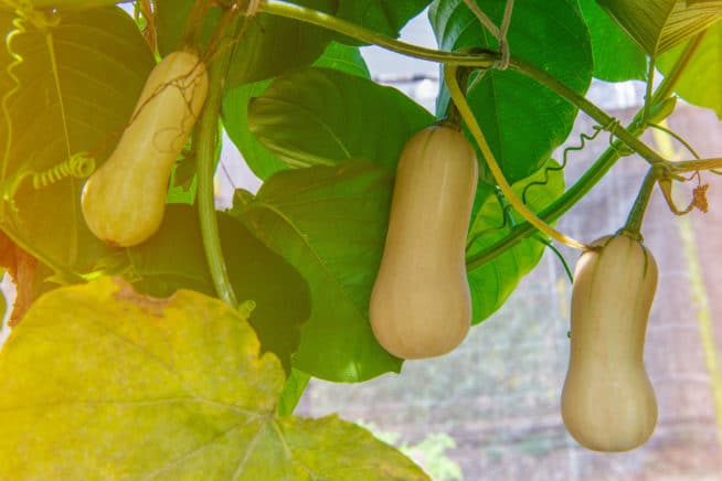 How to Harvest Delicata Squash to Delight Your Tastebuds