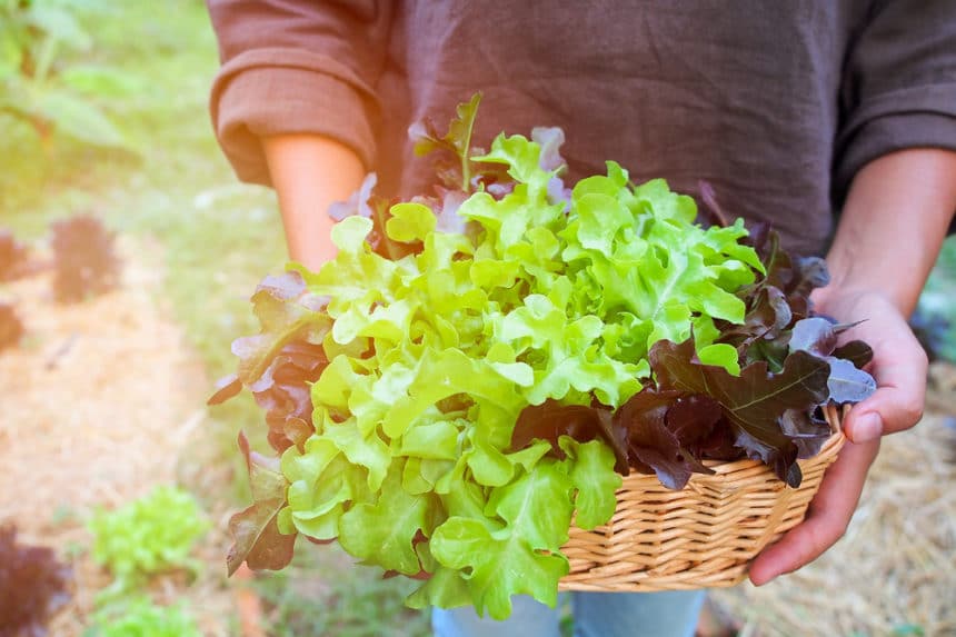 How Far Apart to Plant Lettuce » Know the Distance