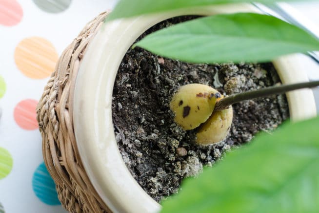 When to Plant Avocado Seeds » All The Details for Success