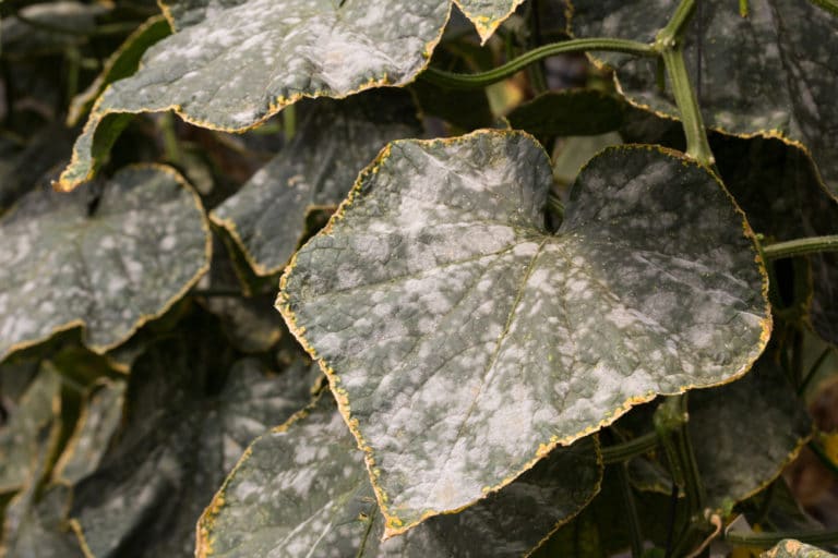 Powdery Mildew On Cucumbers: Treatment and Prevention - Garden.eco