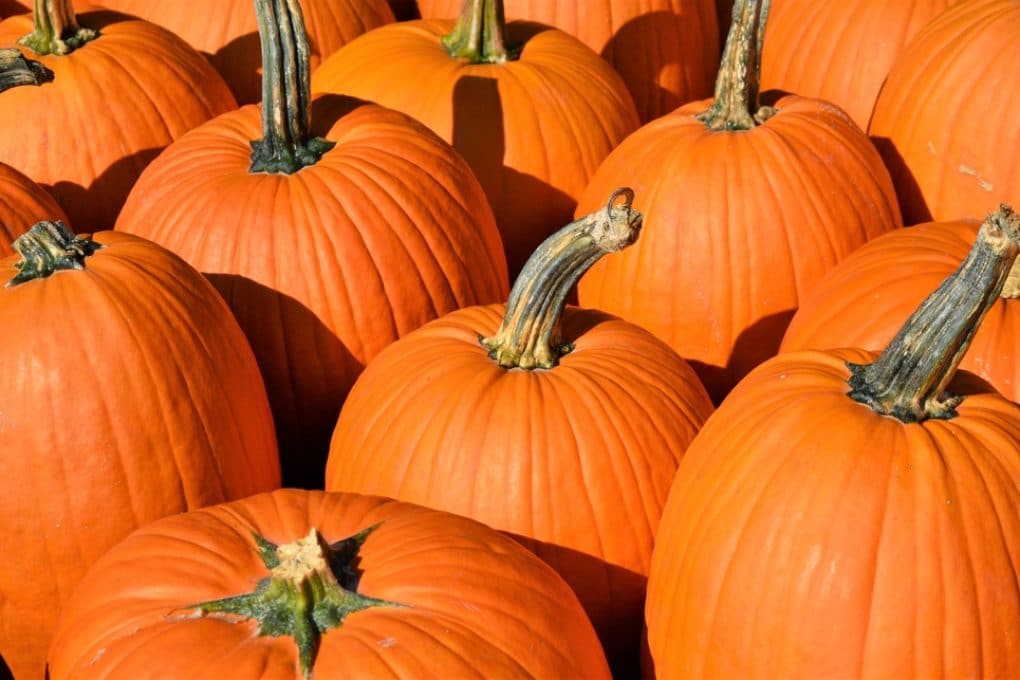Yellow Pumpkins Oh My Grow Something Different yellow-pumpkins-oh-my-grow-something-different