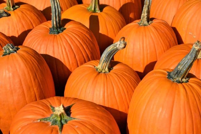 How Many Pumpkins Per Plant is Best? » Counting Pumpkins