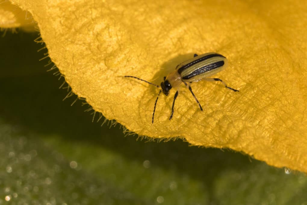 Cucumber Pests & Arming Yourself for Battle