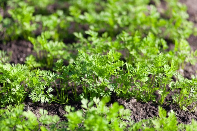 Carrot Flowers are Pretty, Edible and Grow Seeds