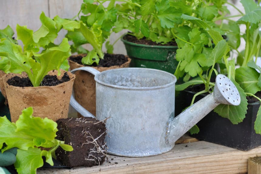 Watering Cucumbers » Tips On The Dos and Don'ts