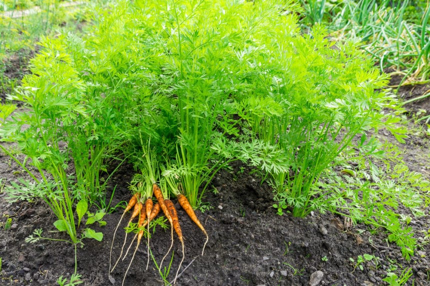 Where Carrots are Grown Is Wherever You Are - Garden.eco