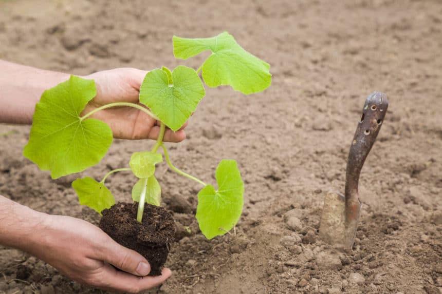 When to Plant Pumpkin Seeds » Top Timing Tips