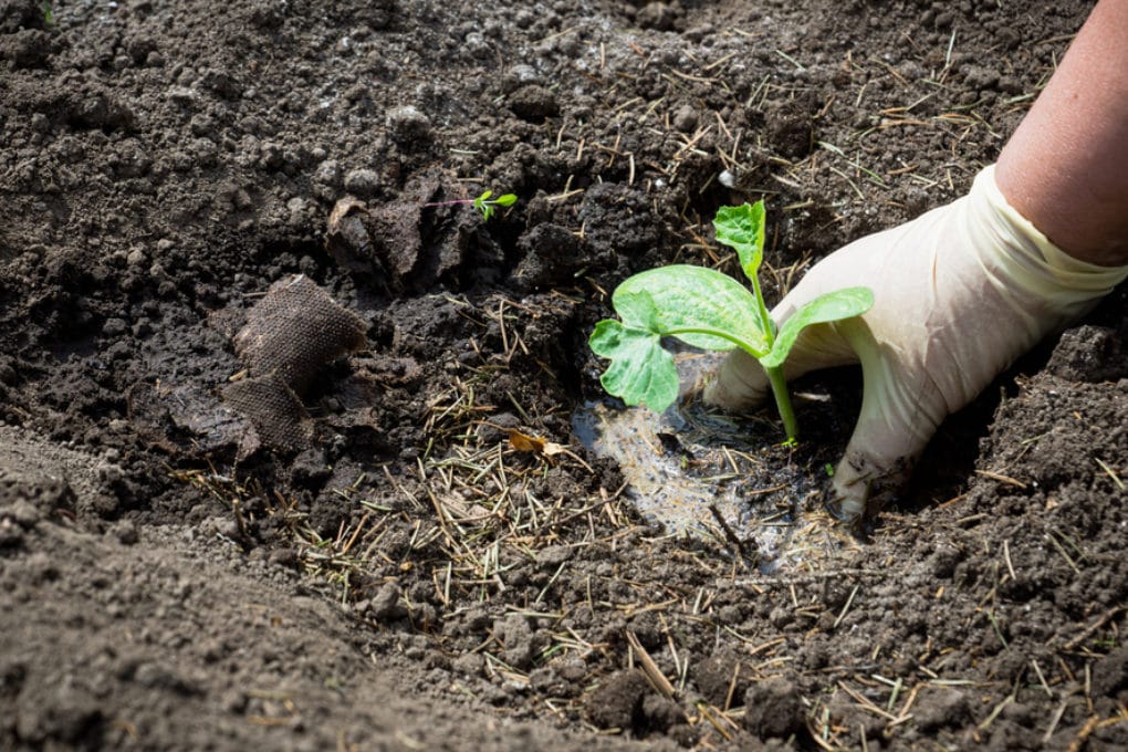 Growing Squash Seedlings & What to Do Now They've Sprouted