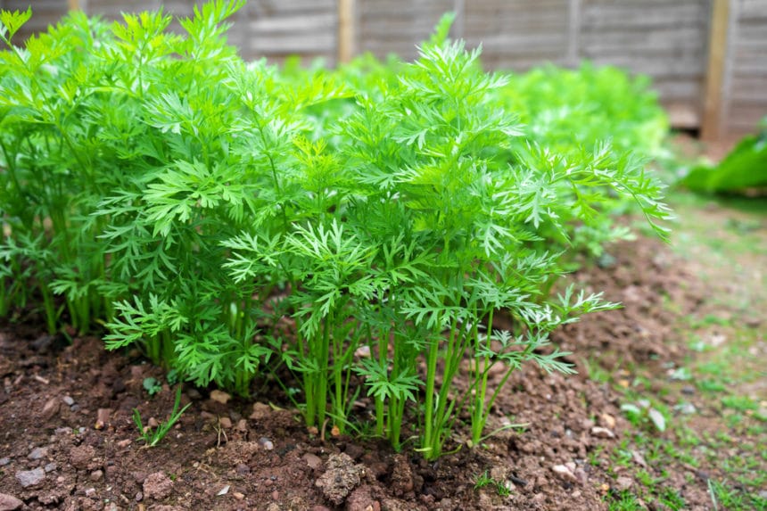Carrot Seedlings » More Than Just a Sprout