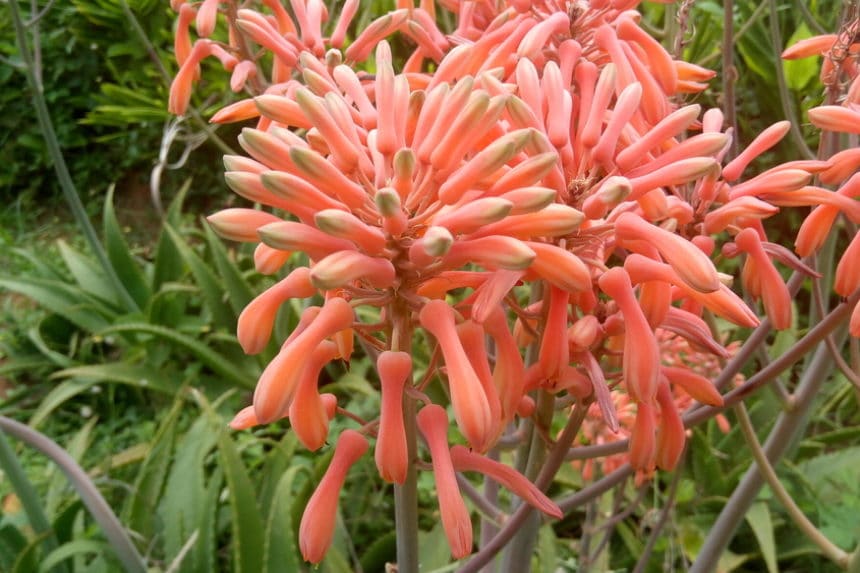 Aloe Vera Flowers » All About the Colorful Blooms