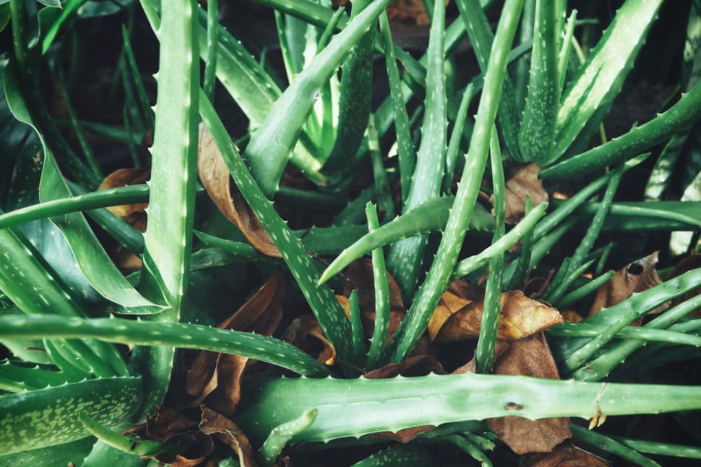 Aloe Vera Flowers » All About the Colorful Blooms