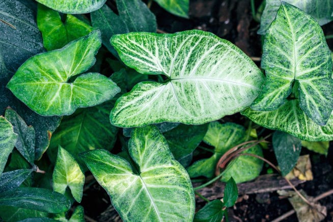 Arrowhead Plant Care » Tips For Happy & Healthy Plants