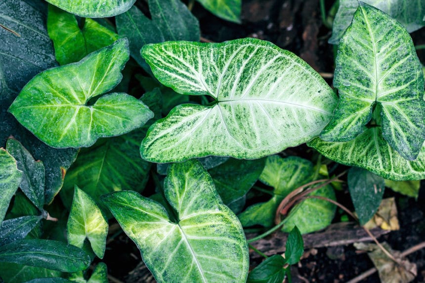 Arrowhead Plant Care » Tips For Happy & Healthy Plants