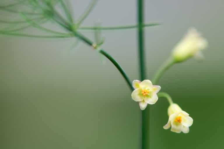 Asparagus Berries » Top Tips and Facts
