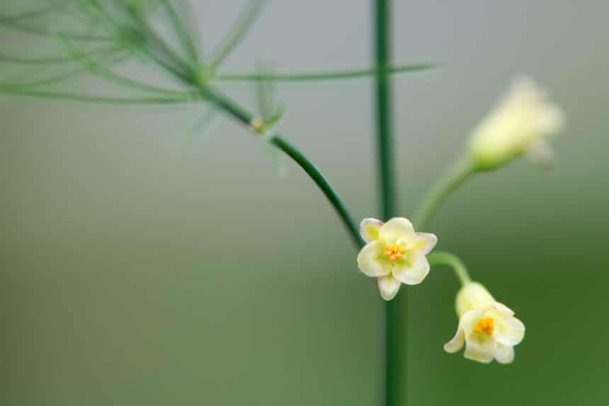 Asparagus Berries » Top Tips and Facts