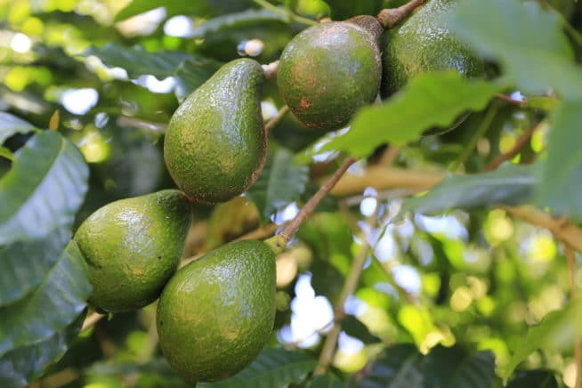 Full-Grown Avocado Tree » All The Facts and Top Tips