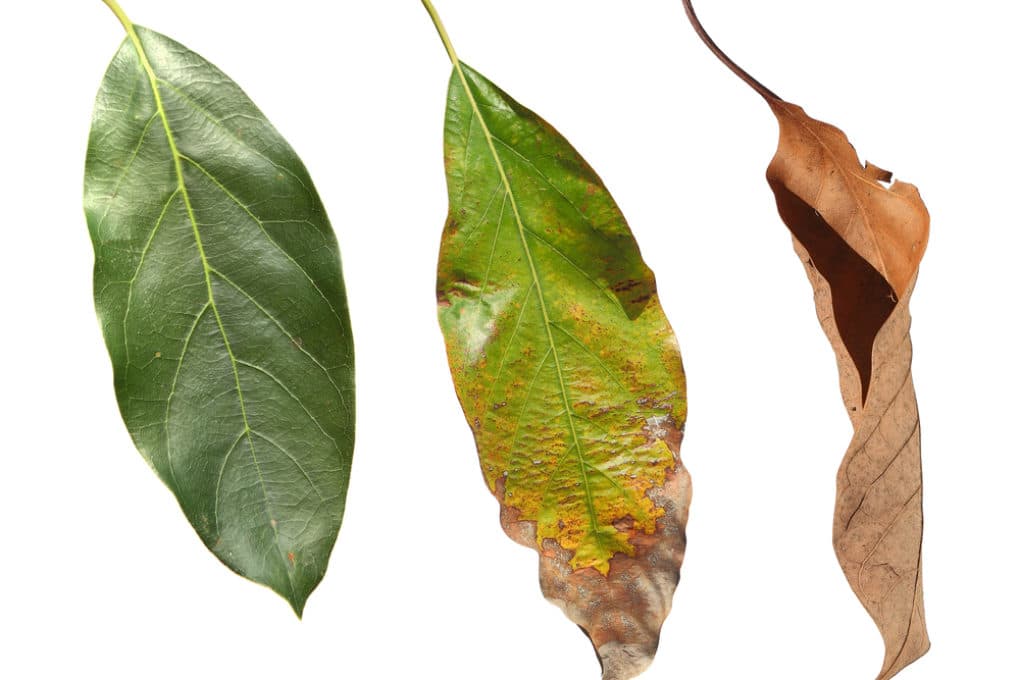 Avocado Tree Diseases Tips On Identification And Control