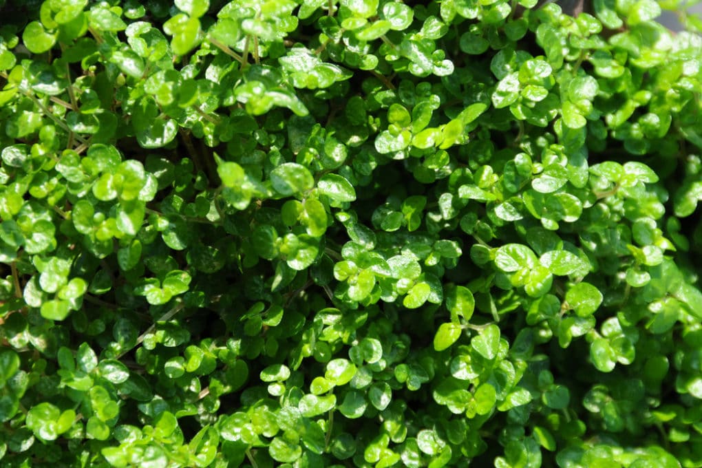 Dwarf Baby Tears Light Requirements » Tips For Aquarium Growth