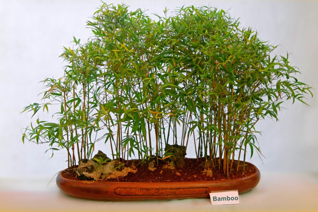 Bamboo House Plant » Top Tips for Success