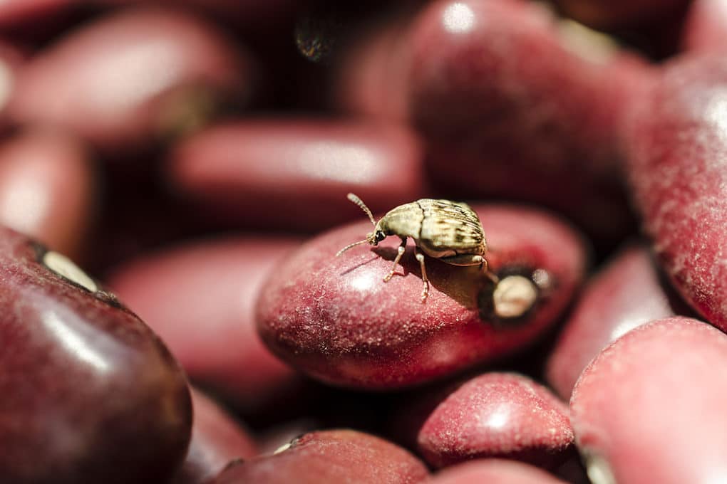 Bean Beetles » Top Facts on Identification & Control