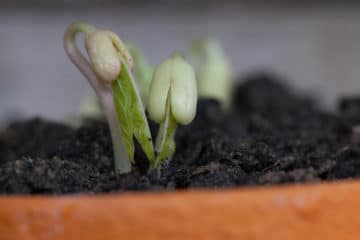Bean Germination » Top Facts on Beginning Growth