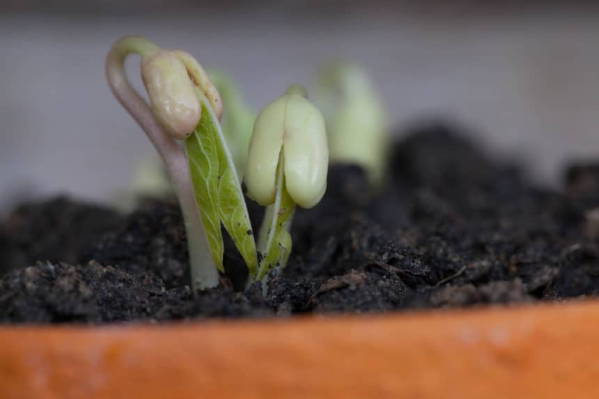 Bean Germination » Top Facts on Beginning Growth Bean Germination » Top Facts on Beginning Growth