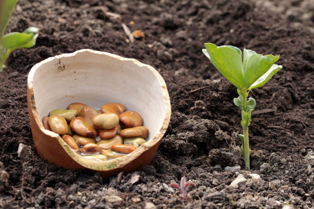 Bean Roots » Everything You Need to Know
