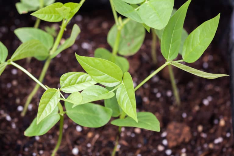 Bean Leaves » Much More Than Just Foliage