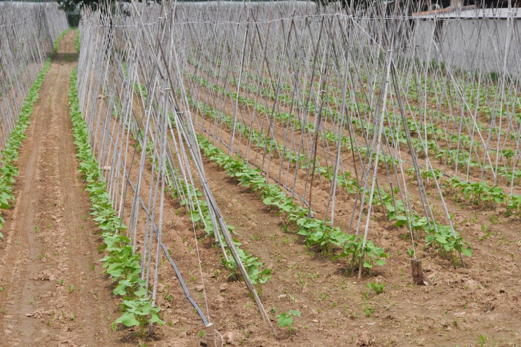 Bean Roots » Everything You Need to Know