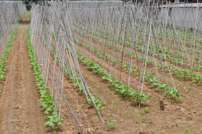 Bean Teepees » Top Tips on Making the Support