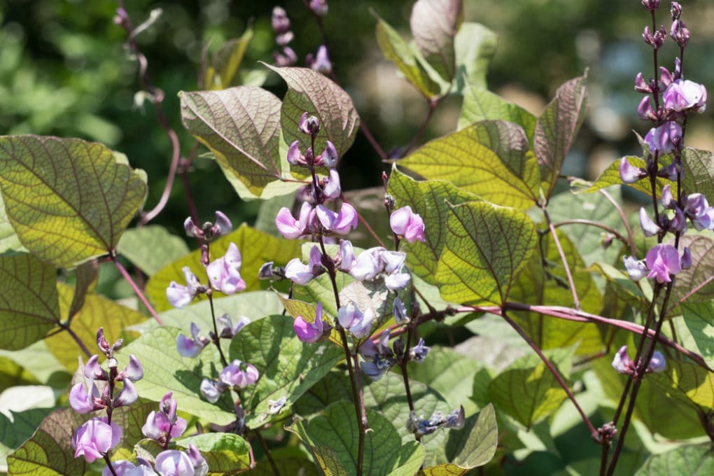 Bean Plant Growth » Facts on How Your Beans Grow