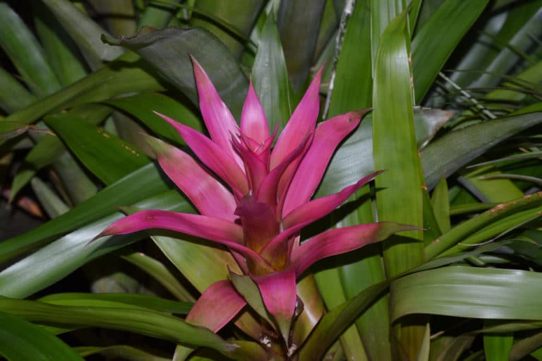 Bromeliad Facts » Everything You Need to Know