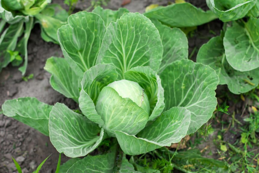 Cabbage Pests » Top Tips on Identification and Control