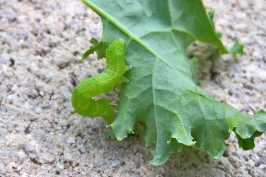 Cabbage Pests Top Tips On Identification And Control