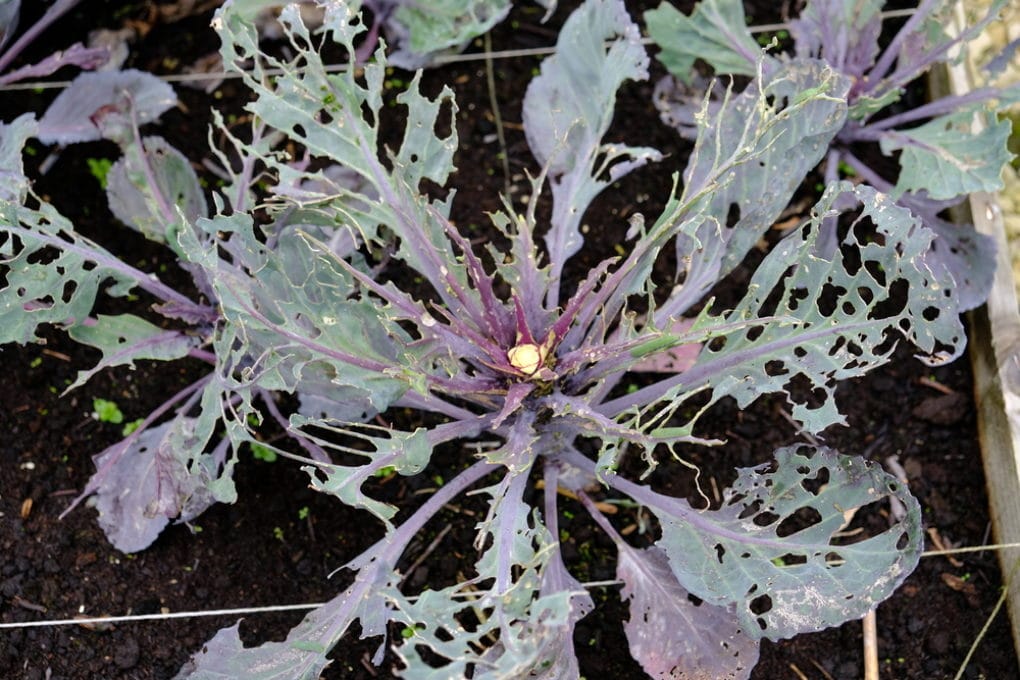 Cabbage Pests » Top Tips on Identification and Control