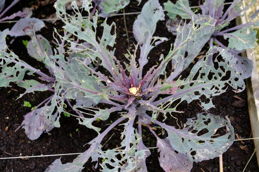 Cabbage Pests » Top Tips on Identification and Control