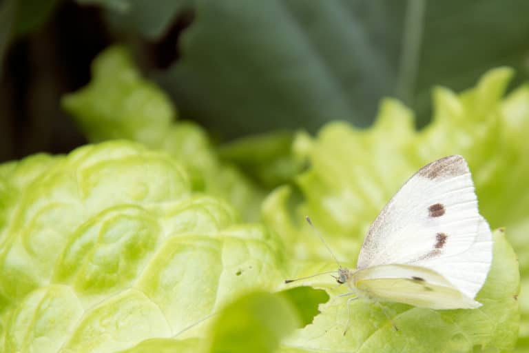 Cabbage Pests » Top Tips on Identification and Control