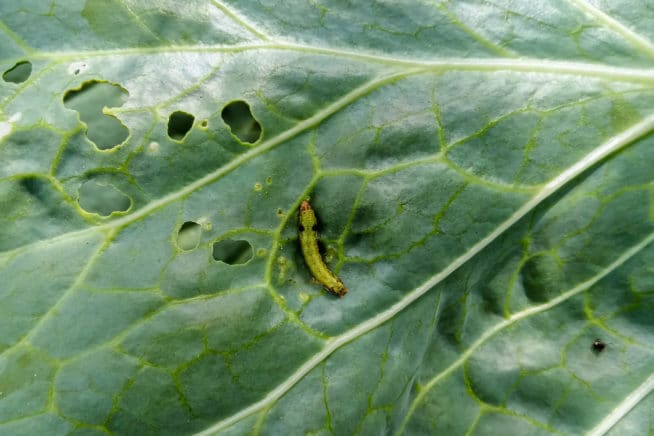 Beet Armyworms » Identification & Stopping Their Attack