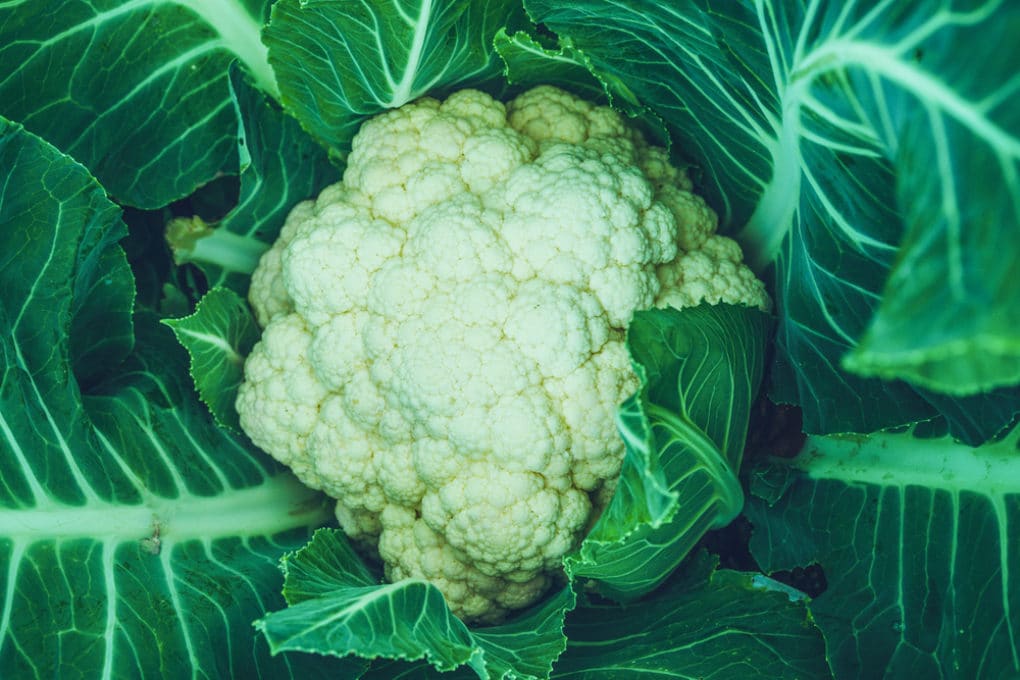 Cauliflower Disease And When To Call The Doctor