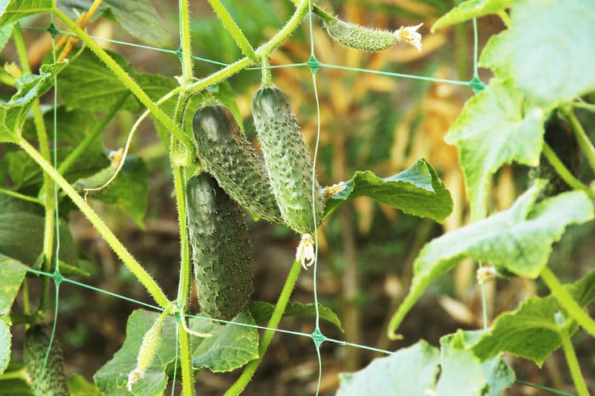 String Peas » Top Tips to String Them Up High