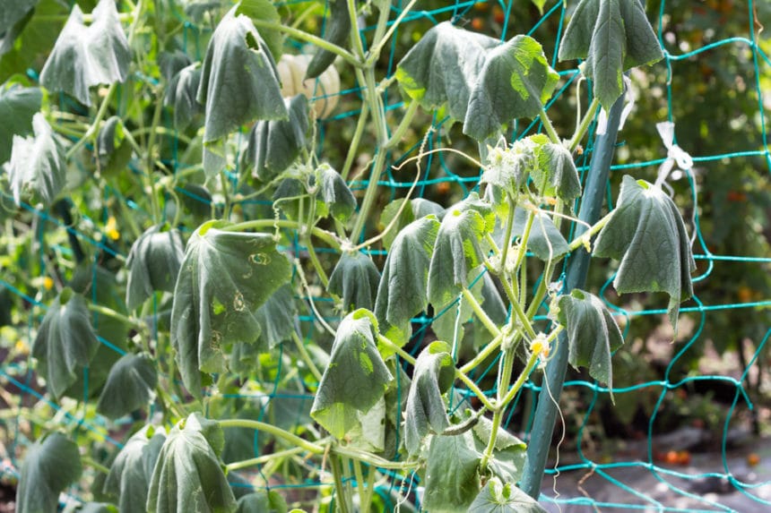 Cucumber Diseases: What You Need to Know - Garden.eco