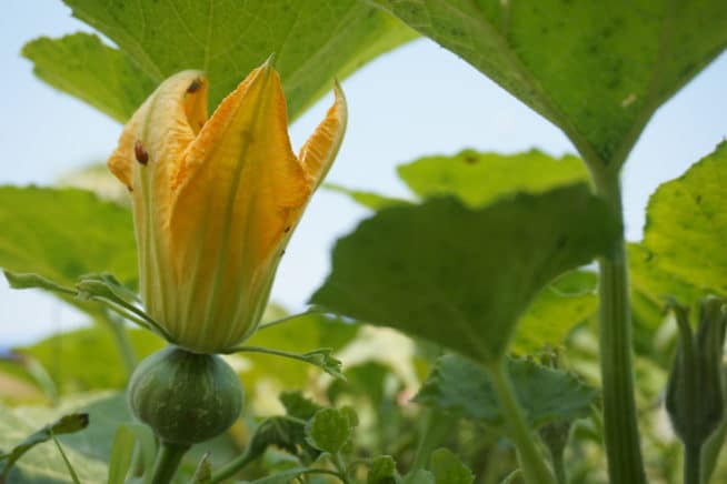 Caring for Pumpkin Vines & Keeping Them Healthy