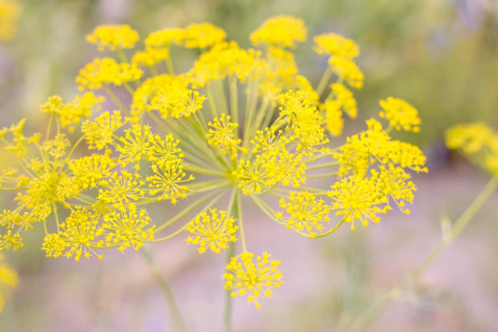 Fennel Flower » Much More Than a Bloom